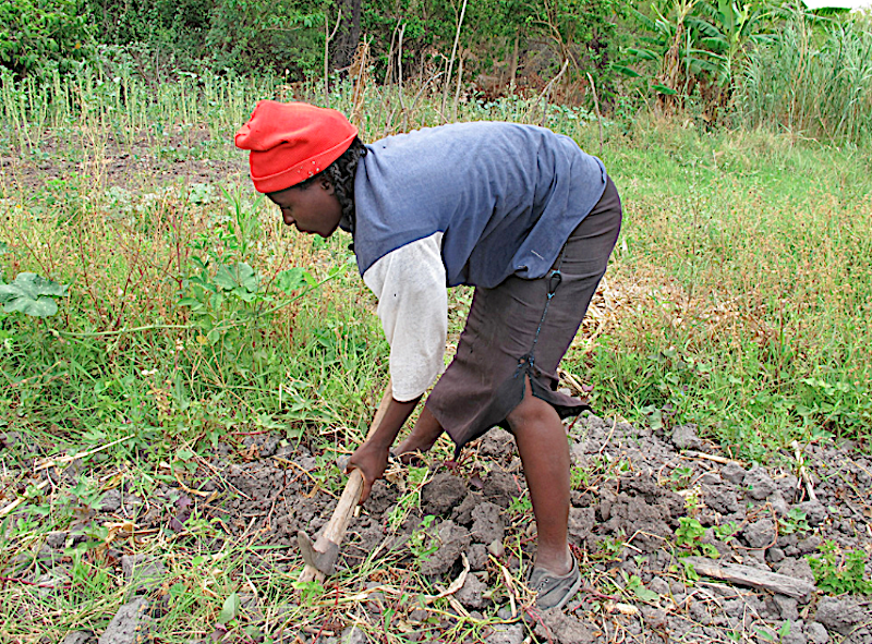 Zimbabwe And IFAD Join Forces To Transform Small-scale Agriculture