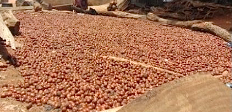 Building Nigeria’s Future On Shea Nuts