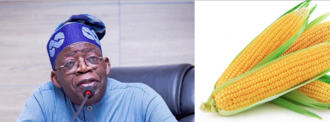 “Emilo Corn”: What Is It About Corn In Tinubu’s Campaign Message?