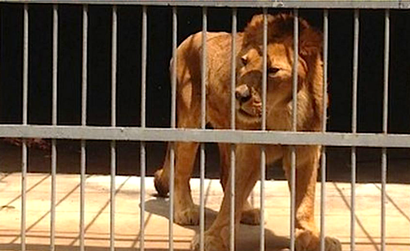 Lion Kills Zookeeper During Feeding In OAU