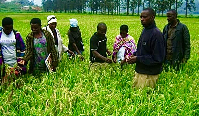 Why Agricultural Programmes Can Fail In Nigeria