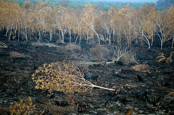 The Accelerating Destruction Of Earth’s Biodiversity: When Will We Act?