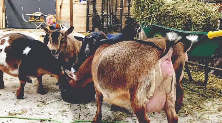 Harnessing The West African Dwarf Goats (wad) Population For Milk ...