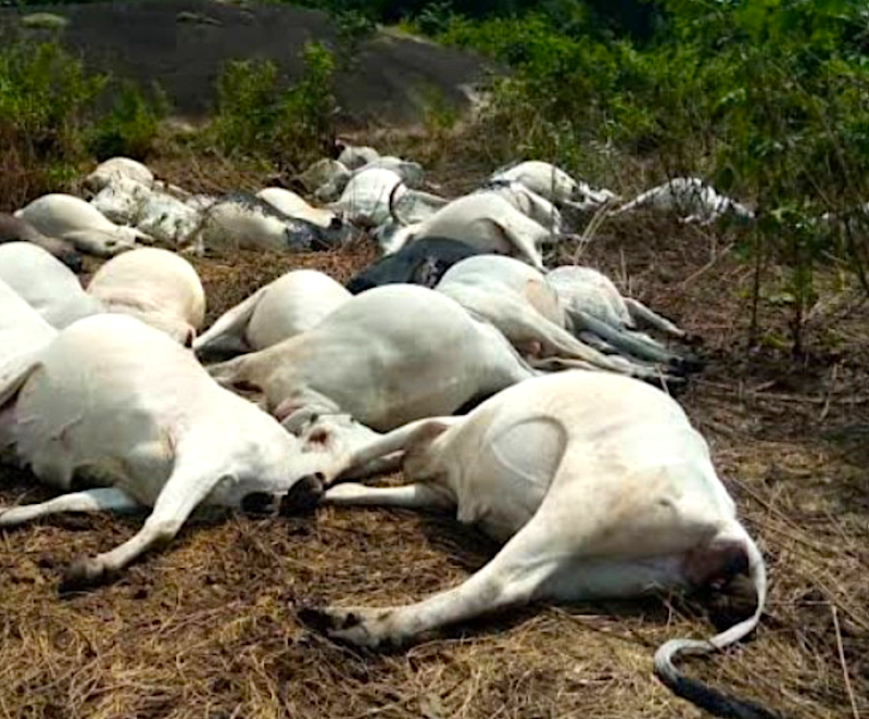 Four Herders, Nine Cows Killed, Houses Set Ablaze In Fresh Plateau Attacks