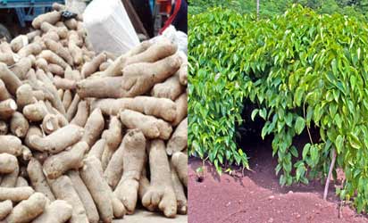 HEALTHY SEED YAM TECHNIQUE BRINGS BENEFITS TO FARMERS