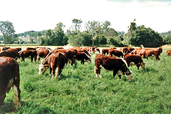 Before We Legislate On Grazing Reserves