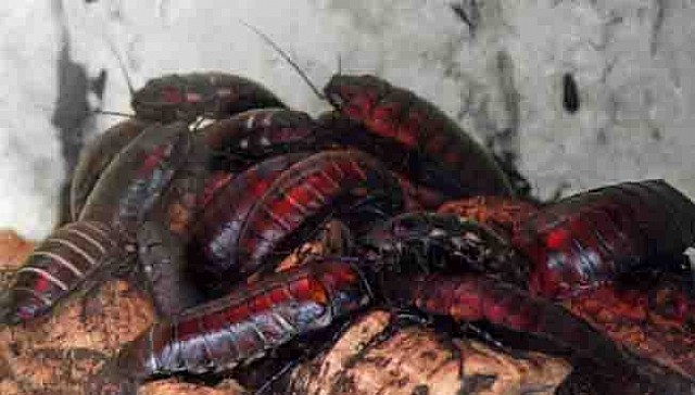 12 Fascinating Facts About Cockroach!