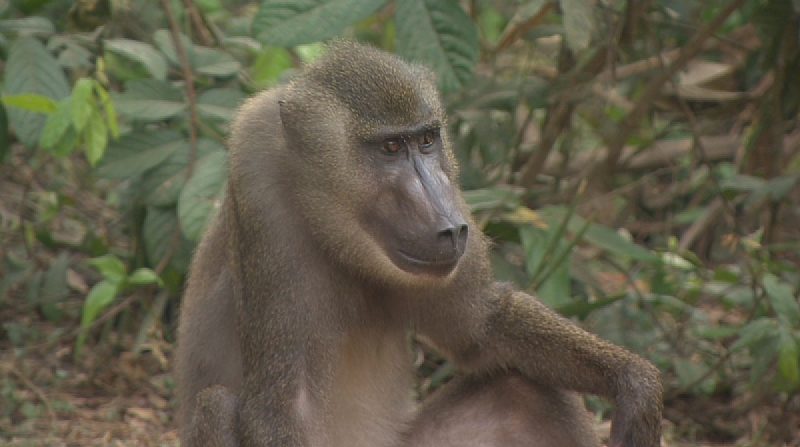 CNN ‘Inside Africa’ explores rainforest wildlife in Nigeria ...