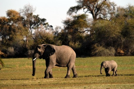 Wildlife conservation in Nigeria – Thisday