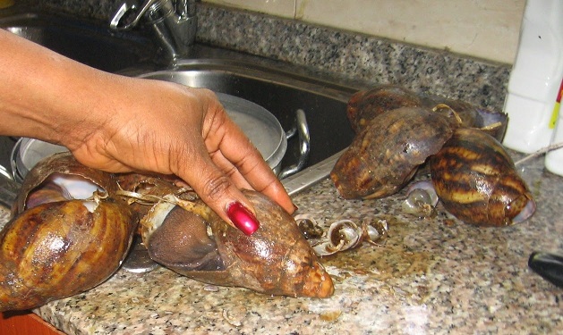 How to Prepare Snails For Cooking, Pictures From Scratch