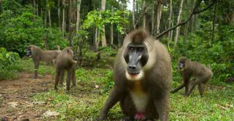 Nigeria’s Wildlife Status and a Need for Urgent Action!